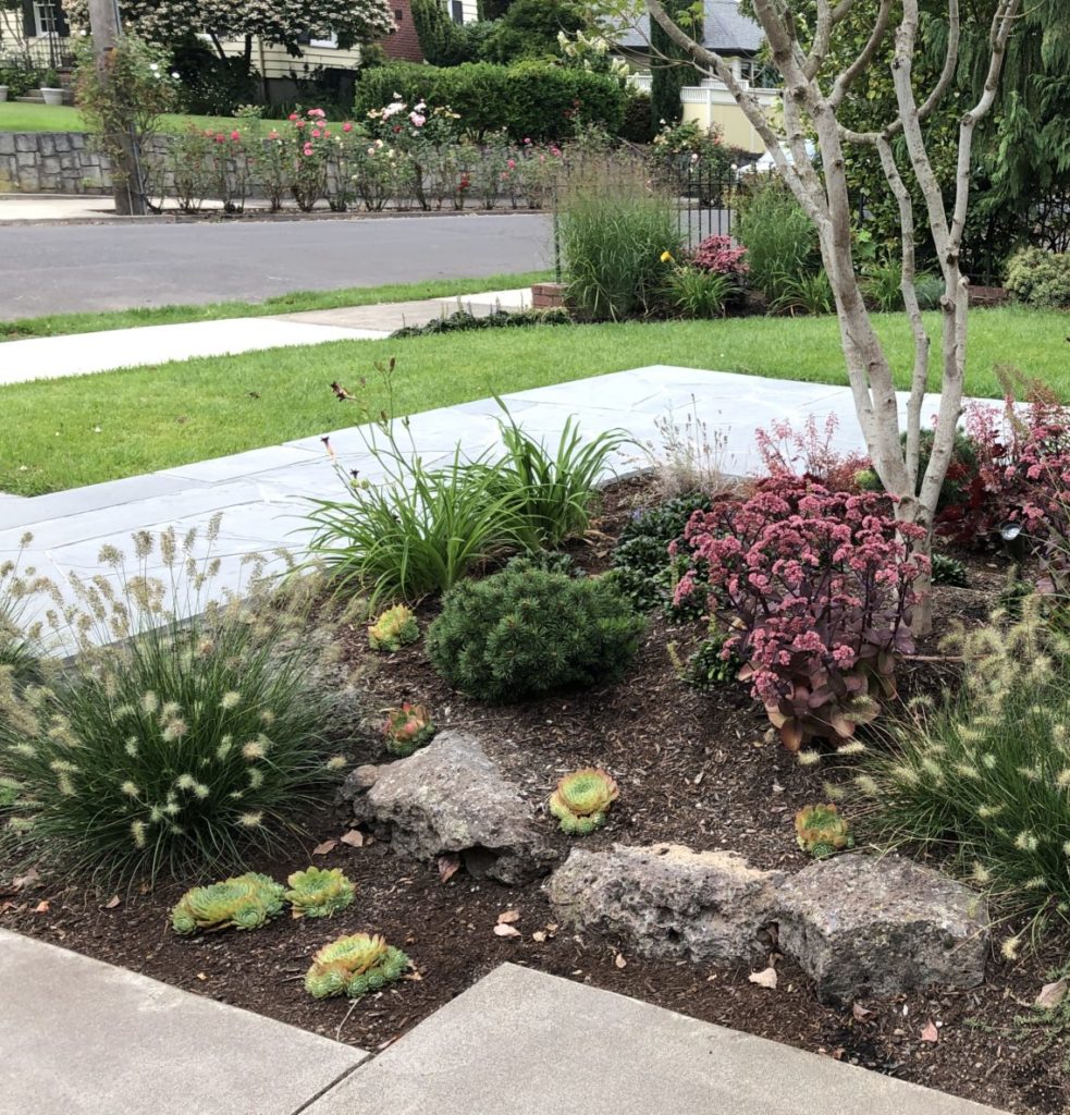 The Right Dwarf Mugo Pine for Your Portland Landscape