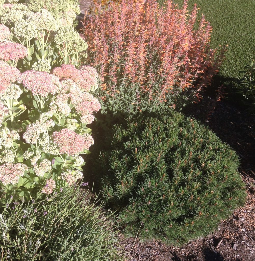 The Right Dwarf Mugo Pine for Your Portland Landscape