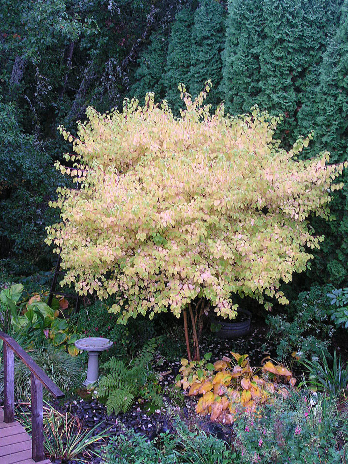 dogwood trees Archives - Landscape Design In A Day