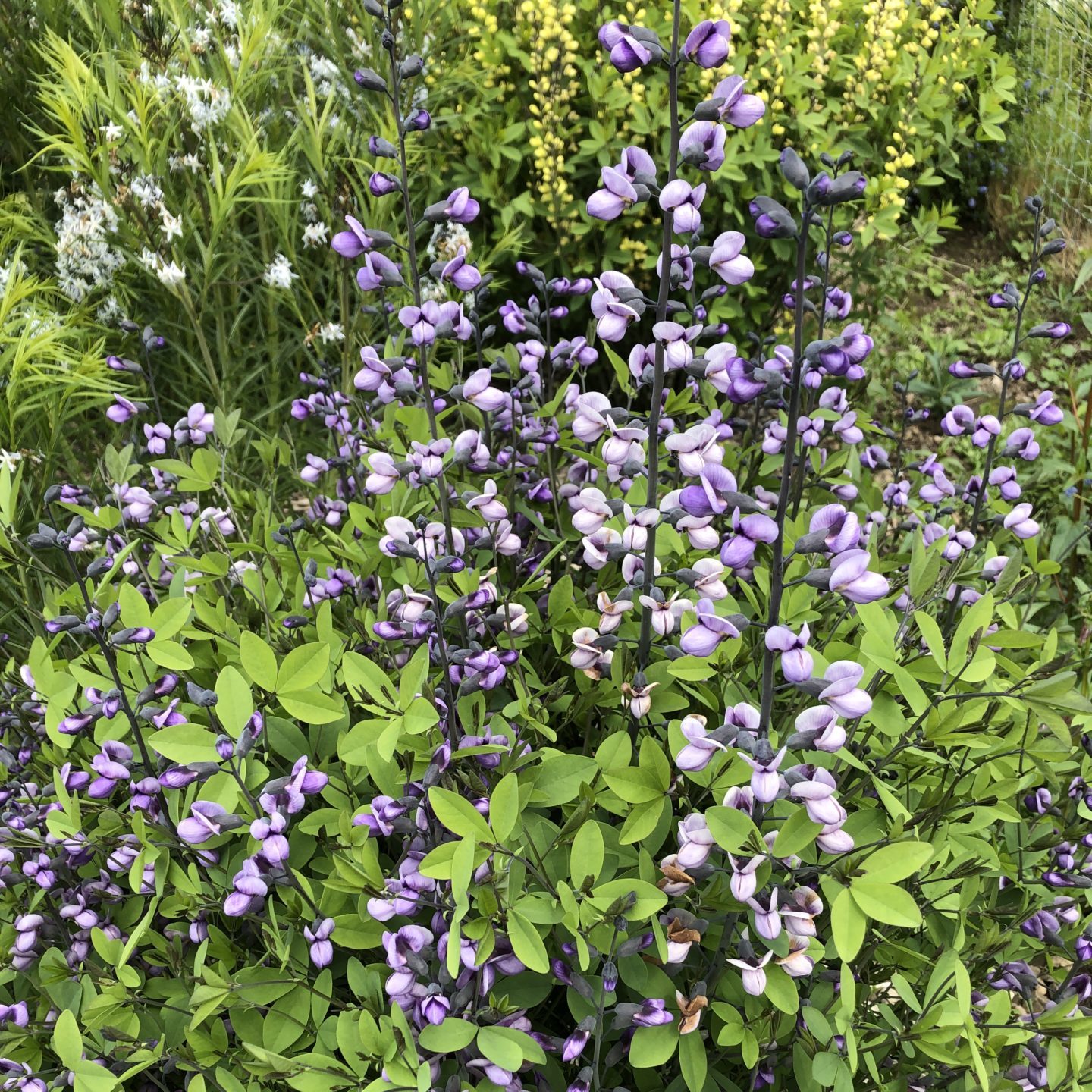 No Lawn Front Yards Archives Landscape Design In A Day