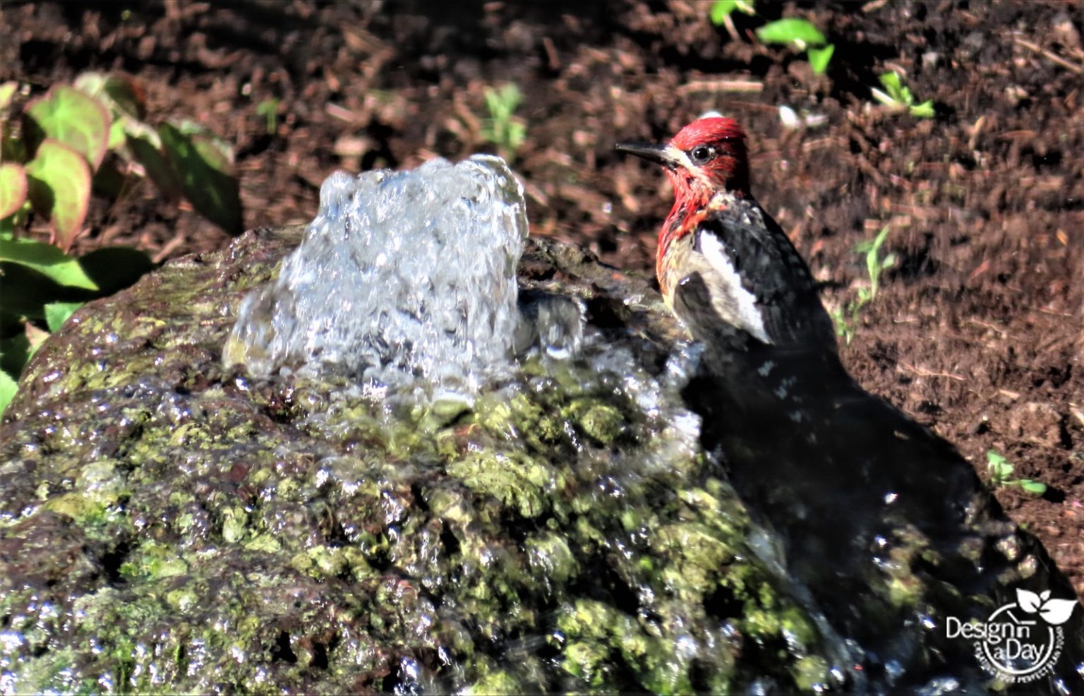 Echo Chamber Water Feature Archives - Landscape Design In A Day