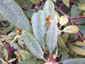 Lace Bugs on the Move in Oregon - Landscape Design In A Day