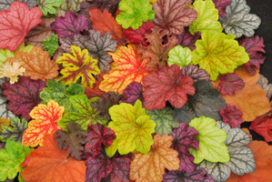 Portland Heuchera Planting for Modern Landscape Design