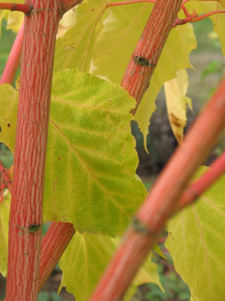 Small Trees for Fall Color - Landscape Design In A Day