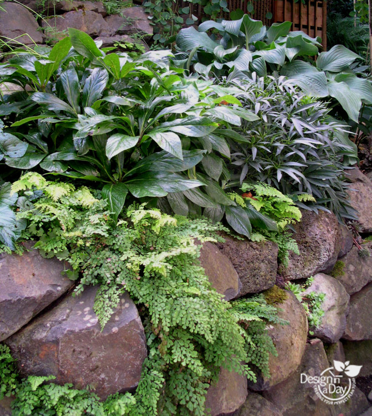 Hellebore is a Low Maintenance Wonder Flower for Your Landscape